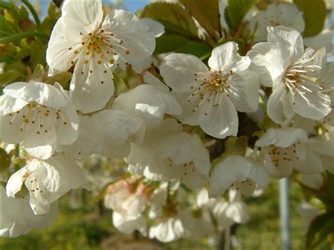 Identifying Fruit Trees By Their Flowers Grow Great Fruit