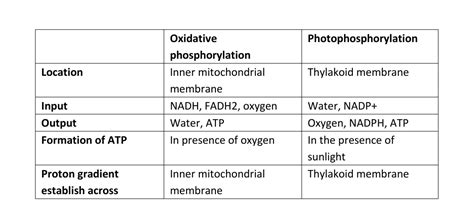 Substrate Level Phosphorylation And Oxidative Phosphorylation