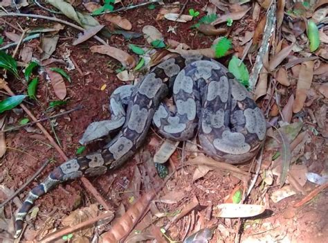 Vigilância Ambiental resgata jiboia escondida atrás de botijão de gás
