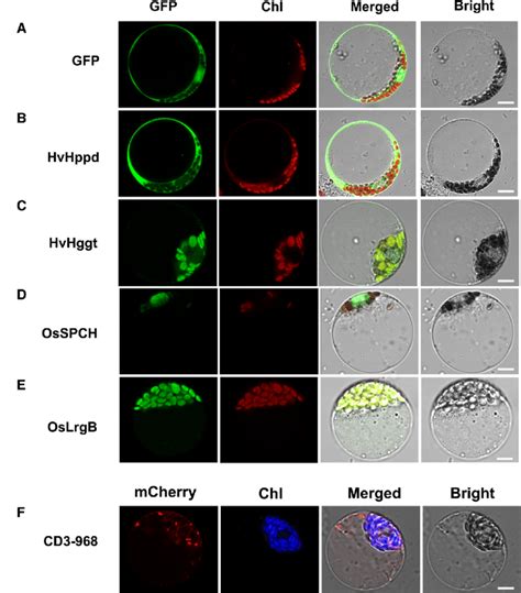 Subcellular Localization In Barley Mesophyll Protoplasts A GFP