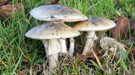 Hongo de la muerte cómo reconocerlo diferenciarlo de otras especies y