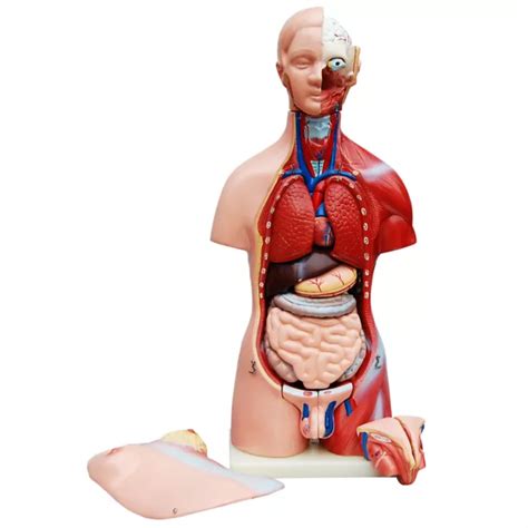 MODELO DE ANATOMÍA Cuerpo Anatomía Torso Muñeca Órganos Hombres y