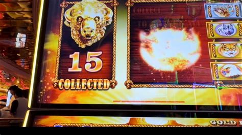 MASSIVE HANDPAY 15 GOLD BUFFALO HEADS 1st TIME EVER 15Goldheads