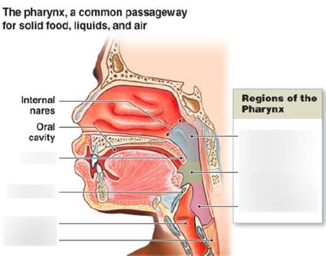 Regions Of The Pharynx Diagram Quizlet