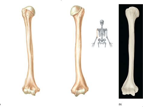 Right Humerus Anterior Posterior Anterior Views Diagram Quizlet