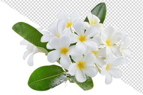Premium Psd Plumeria Flower Png