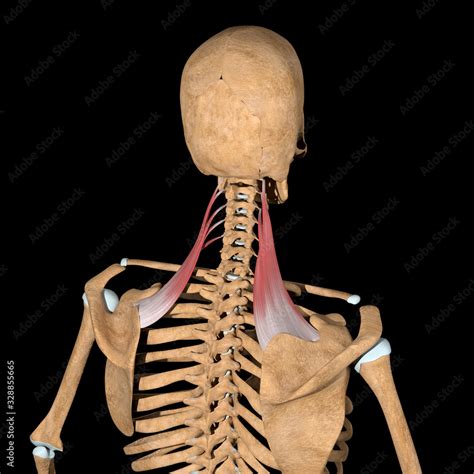 3d Illustration Of The Levator Scapulae Muscles On Skeleton Stock