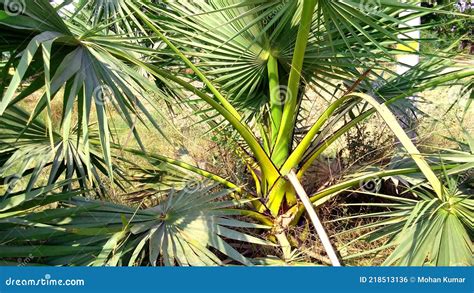 Hojas De Palmera Washingtonia Robusta Foto De Archivo Imagen De