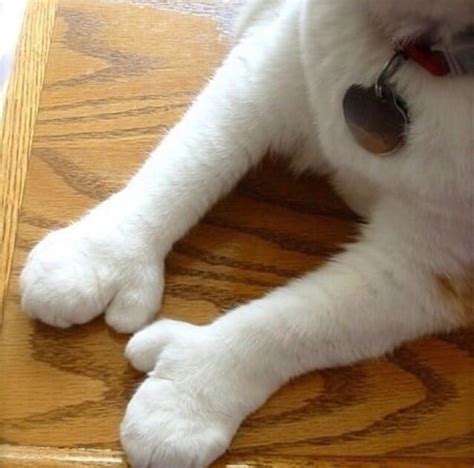 Cat With Thumbs 9GAG