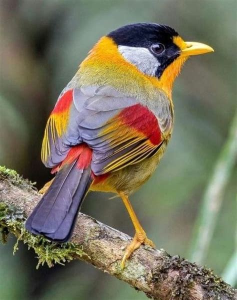 Most Beautiful Birds Pretty Birds Cute Birds Beautiful Beautiful