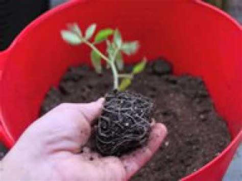 All Steps Growing Tomatoes From Seed Youtube Youtube