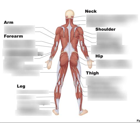 Major Body Skeletal Muscles Posterior View Diagram Quizlet