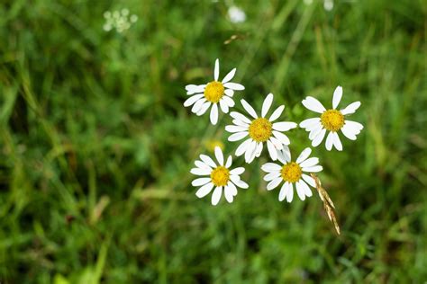 Kostenlose foto Natur Gras blühen Weiß Feld Rasen Wiese Prärie