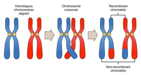 Biochemistry I Module Of The Mcat Self Prep Ecourse Lesson Genetics