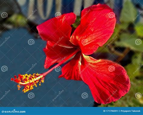 Red Hibiscus Close Up The National Flower Of Malaysia Is Known In
