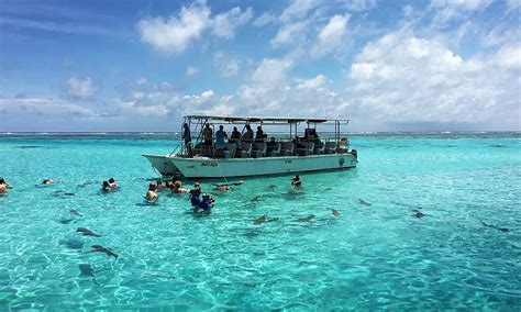 Snorkeling And Ray Feeding Tour Things To Do In Moorea
