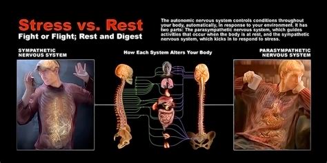 Divisions Of The Autonomic Nervous System StoryMD