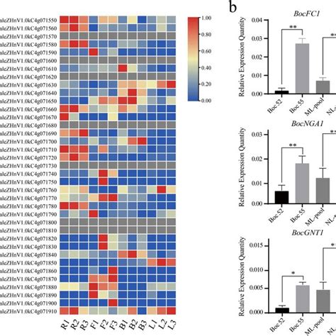 Expression Analysis Of Candidate Genes A Heatmap Of Candidate Genes