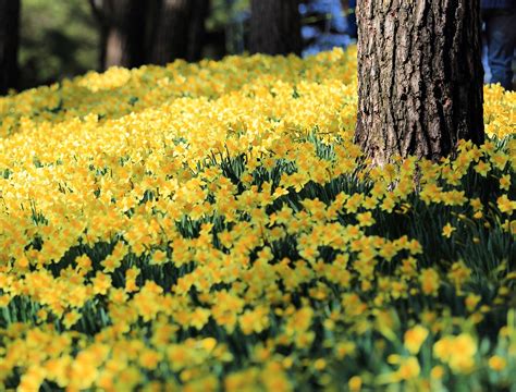 5 Plants That Thrive Under Pine Trees Backyard Boss