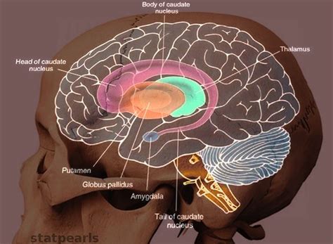 Figure Putamen Caudate Nucleus Image Courtesy Dr Chaigasame