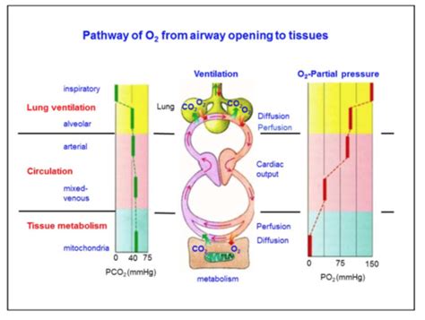Introduction Pulmonary Physiology Flashcards Quizlet