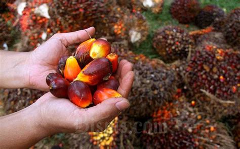 UU Deforestasi Uni Eropa Berlaku Apkasindo Banyak Yang Tak Setuju