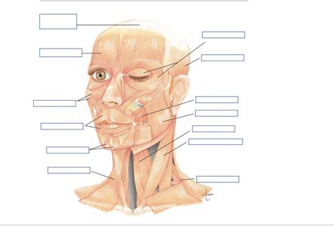 Face Muscles Diagram Quizlet