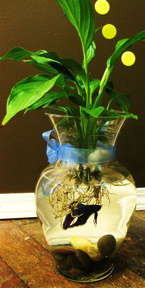 Peace Lily Aquarium