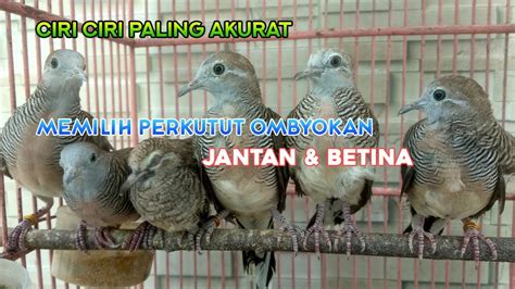 Cara Ampuh Membedakan Burung Perkutut Ombyokan Lokal Alam Jantan Jantan