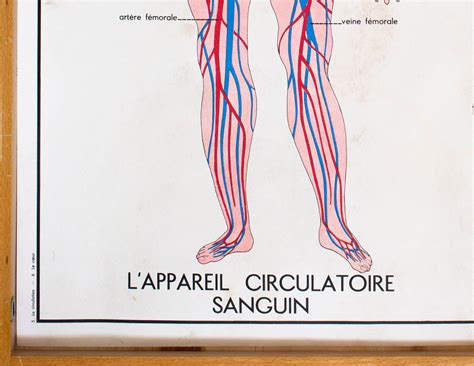 Anatomie Corps humain Vintage Affiche scolaire double face d école