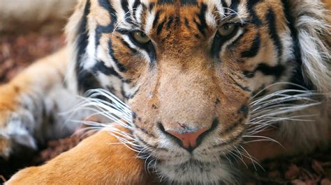 Fünfmalklug Wie wichtig sind Tiger Löwe und Co Einstein SRF