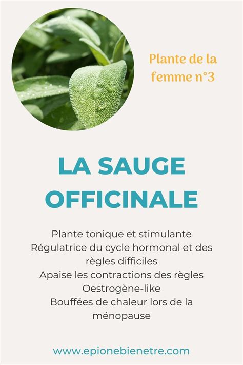 Les plantes médicinales de la femme Epione Bien être