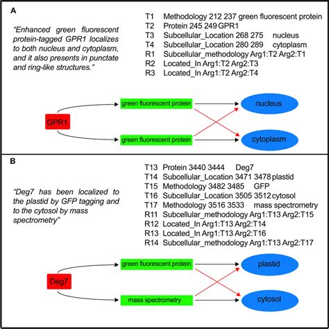 two examples of protein subcellular information described in the suba download scientific