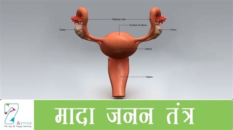 मद जनन ततर The Female Reproductive System Hindi YouTube