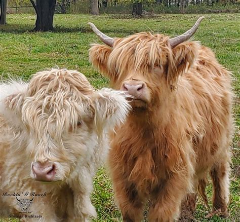 Rockin G Ranch Miniature Highlands IMCBR Mini Cattle Breeder Directory