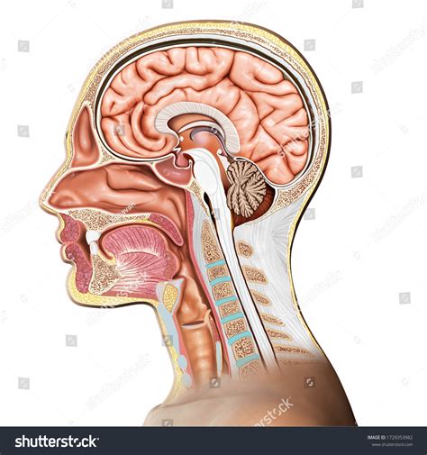 21 332 Anatomic Sectional Images Stock Photos Vectors Shutterstock