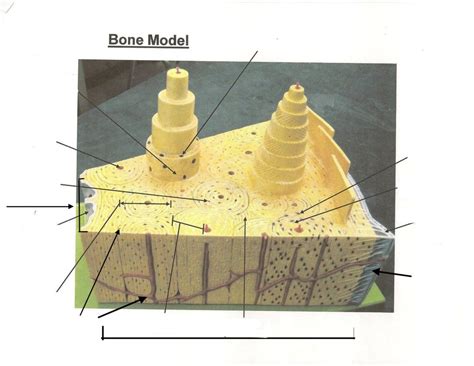 Bone Histology Model Diagram Quizlet