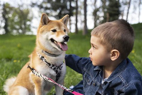 Shiba Inu características cuidados alimentación y carácter Tu Guía