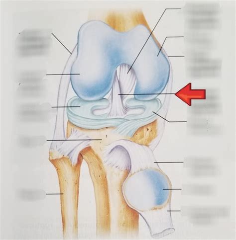 Structures Of The Knee Flashcards Quizlet