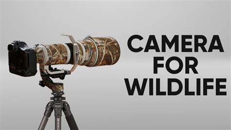 6 Best 4k Video Cameras For Wildlife 2024 Guide Reviews Bestoflens