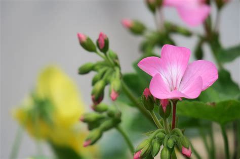 Blomster Planter Natur Gratis foto på Pixabay Pixabay