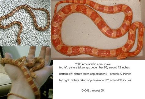 Corn Snake Size Chart