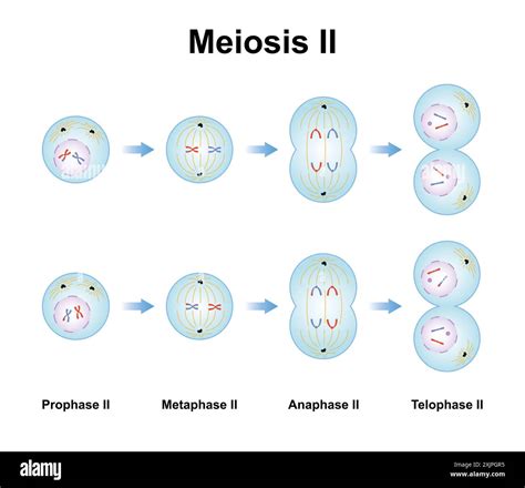 Meiosis Phases Illustration Stock Photo Alamy