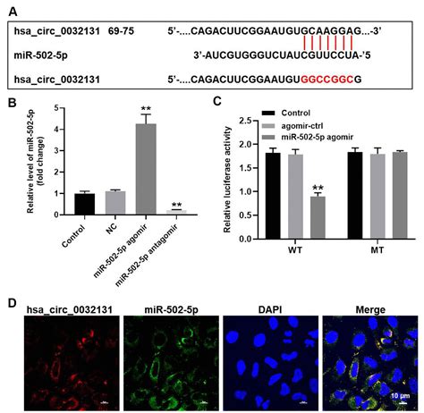 Hsa Circ 0032131 Knockdown Inhibits Osteoarthritis Progression Via The