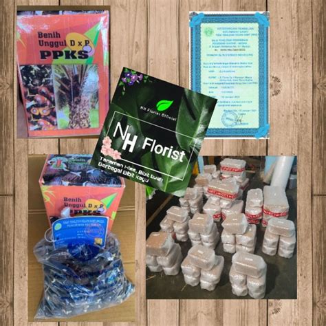 Jual Benih Bibit Kecambah Kelapa Sawit Dxp PPKS 5 Box Shopee Indonesia