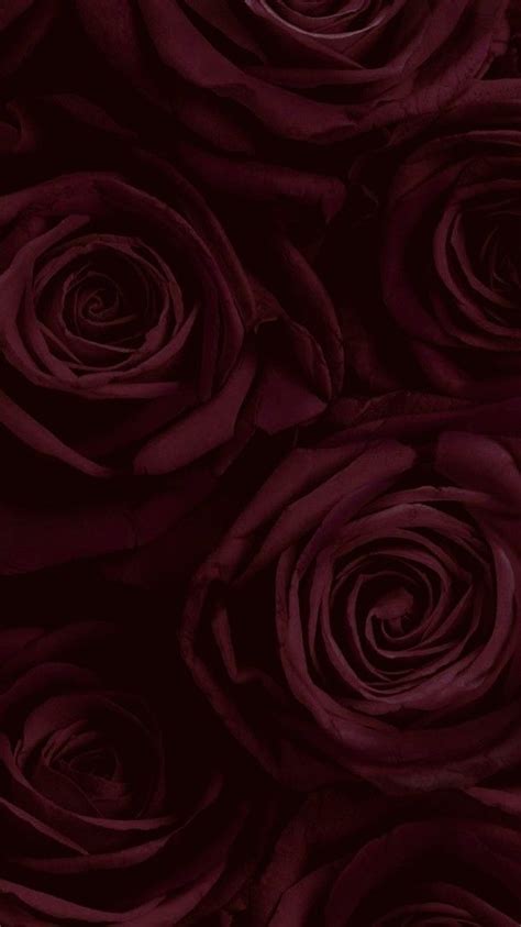 Cute Aesthetic Maroon Wallpaper Photos Ann French