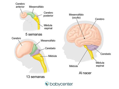 Desarrollo fetal el cerebro de tu bebé BabyCenter