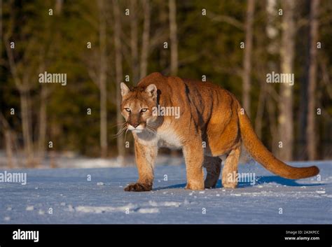 Puma puma concolor también conocido como el león de montaña puma