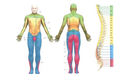 Illustrationen Anatomie Nerven MedicalGraphics