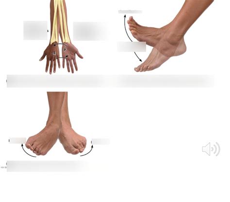 P 3 Specific Movements Foot And Arms Diagram Quizlet